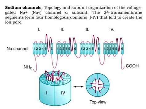 Antiarrhythmic Drugs Drugs Used In Arrhythmia Ppt