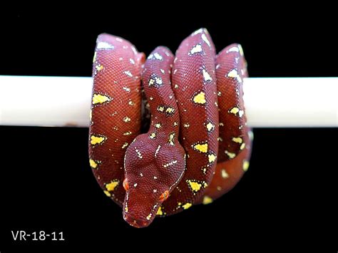 Green Tree Python Breeding Projects Viridispython