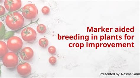 Marker Aided Breeding In Plants For Crop Improvement Rapd Rflp Scar Markers Pptx
