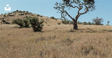 갈색 풀로 둘러싸인 나무 사진 Unsplash의 무료 케냐 이미지