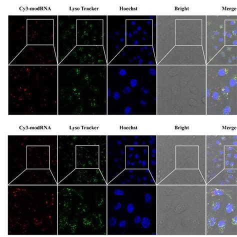 Cellular Uptake Route And Intracellular Localization Of Modrna Polymer