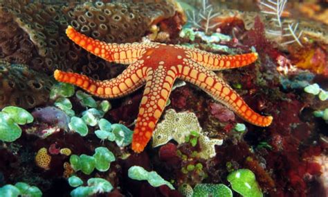 What Do Echinoderms Eat Diet Care And Feeding Tips