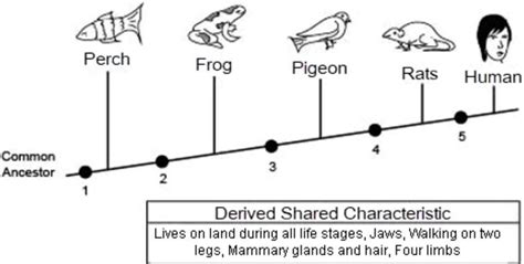 Solved The Diagram Below Shows The Branching Tree Diagram For Humans