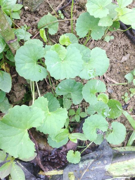 遇見飛揚：農村的路上有一種不起眼的草，叫雷公根，那是個寶 每日頭條