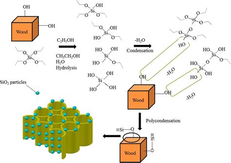 Schematic Illustration Of The Preparation Of Sio2 Modified Wood Download Scientific Diagram