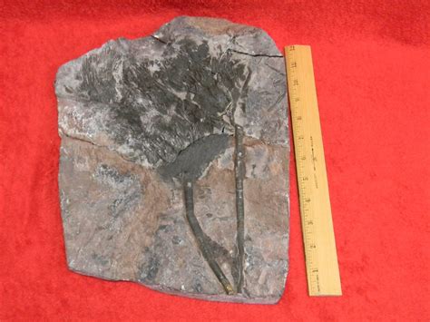 Fossil Specimen Crinoids Cystoids And Blastoids Jurassic James