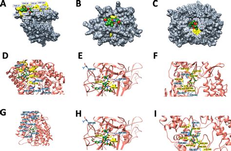 Surface Plot And 2d Interaction Map Of Protein Ligand Interactions Of Download Scientific