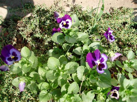 Tiny Hearts By Fairdae On Deviantart