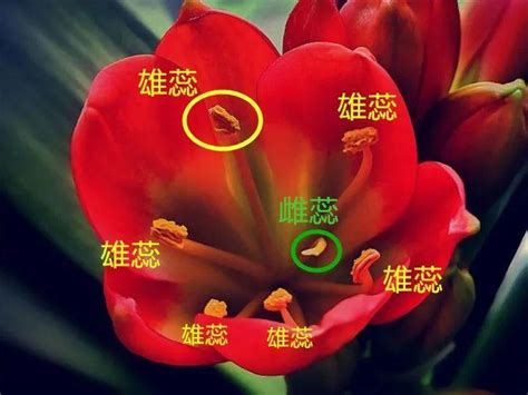 玉米的雌蕊和雄蕊 雄蕊和雌蕊的区别 第6页 大山谷图库