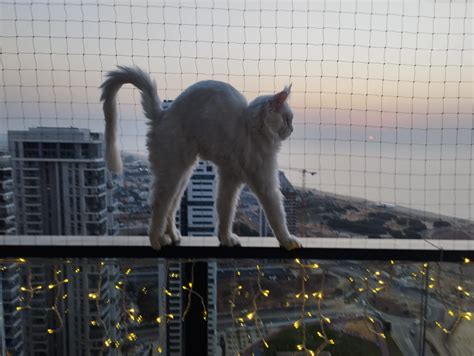 Сетка для кошек на балкон антикошка на балкон в Израиле