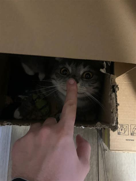 Просто мой кот в коробке сфоткал сам животные реактора буп фото кот смешные