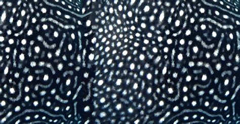 Whale Shark Pattern Pattern Tips Archive