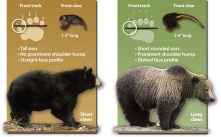 How To Be Safe Around Bears Bear Safety Tips The Ultimate Guide 2022