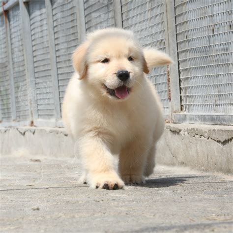 金毛寻回犬 金毛犬 编号10167102 宝贝它