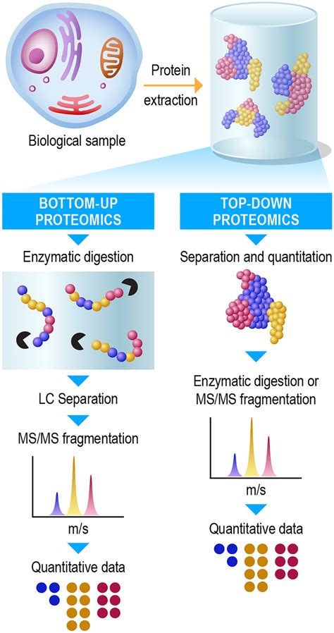 Outline Of The Two Major Analytical Mass Spectrometry Strategies In