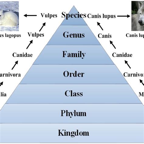 The Seven Level Classification System Of Biological Taxonomy 48 Download Scientific Diagram The Seven Level Classification System Of Biological Taxonomy 48 Download Scientific Diagram
