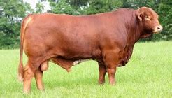 Beefmaster Ecured