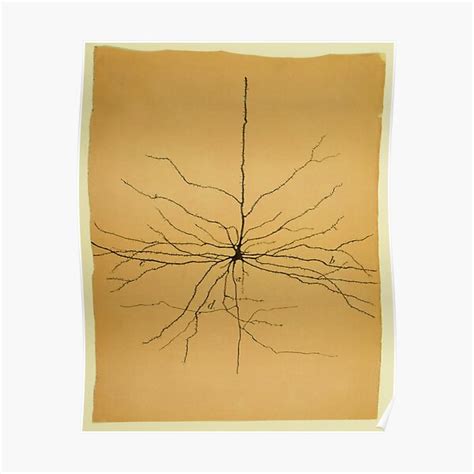 Pyramidal Cell In Cerebral Cortex Cajal Illustration Poster For Sale By ScienceSource Redbubble