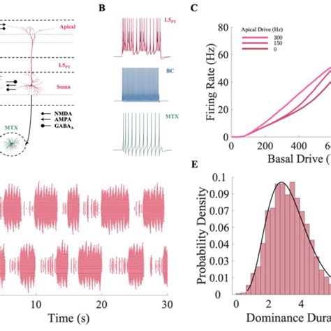 A Anatomy Of The Model Thalamocortical Loop Connecting Non Specific
