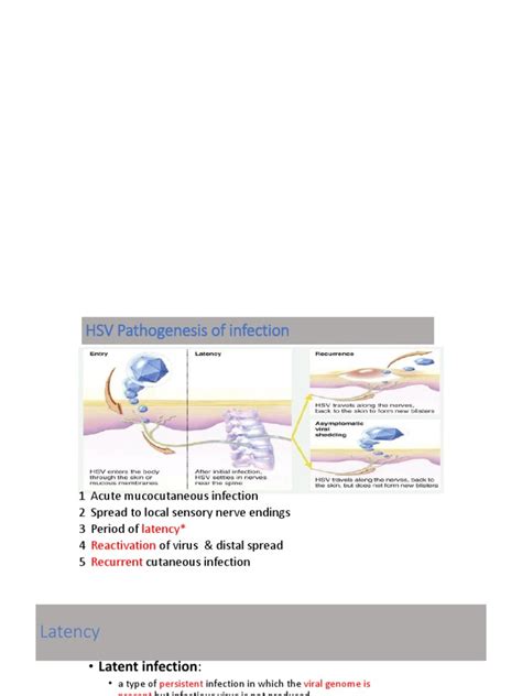 Herpes Simplex Latency And Disease Episodes Pdf