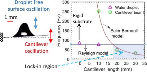 Coupled Dynamics Of Droplet Impact On A Flexible Hydrophilic
