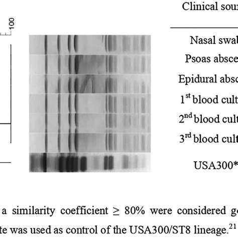 Dendrogram Of Pfge Patterns Of S Aureus Isolates According To