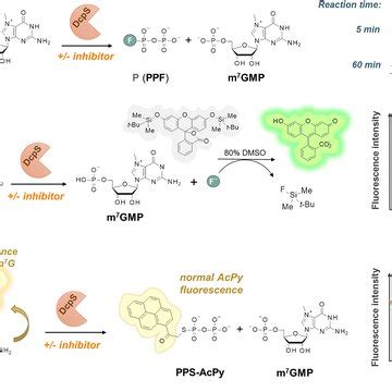 Synthesis Of Capped RNAs By So Called Co Transcriptional Capping During Download Scientific