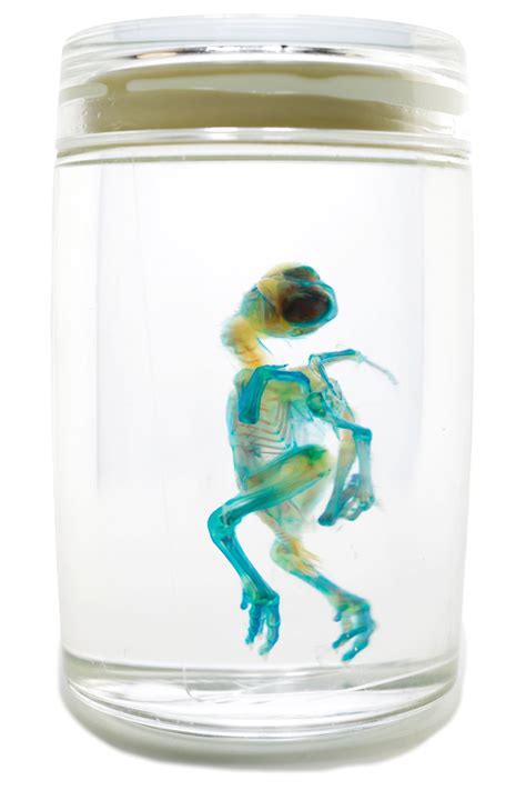 Nighttime Nicholas Toronto Diaphonizion And Cleared And Stained Specimens