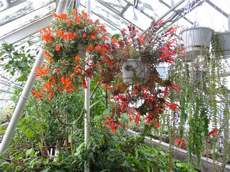 Събития Пролетни срещи с растенията 2023 Ботаническа градина София Българска академия на