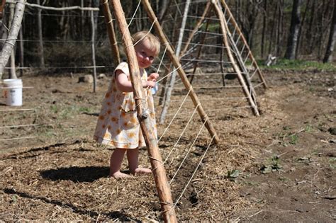 Pea Fortress From The Amanda Soule Blog Pea Trellis Blog Amanda