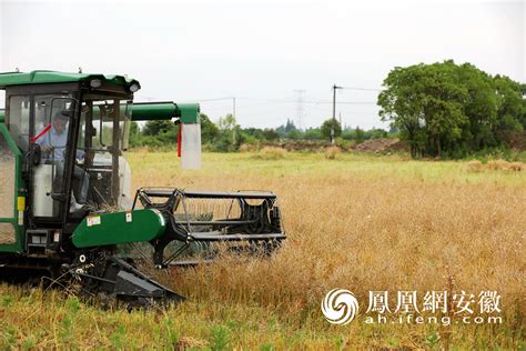 安徽肥西：八万亩油菜喜开镰凤凰网安徽凤凰网