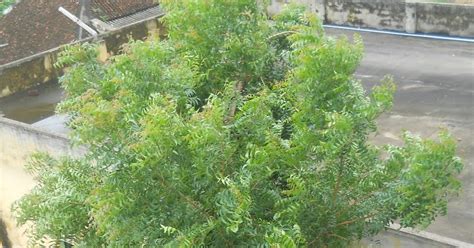 Life In Pictures Wk35 Dy1 233 ~ August 20 ~ Vepa Chettu