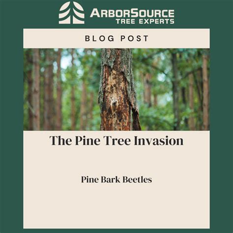 Pine Bark Beetles — Arborsource Tree Experts