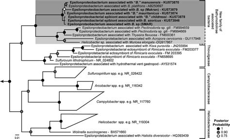Bayesian Inference Tree Of 16s Rrna Gene Sequences Under A General Time Download Scientific