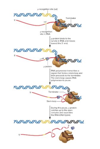 Advanced Molecular Bio CH 12 Gene Transcription And RNA Modification Flashcards Quizlet