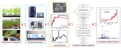 Investigation Of Optical Properties And Activity Of Wheat Stripe Rust Urediospores