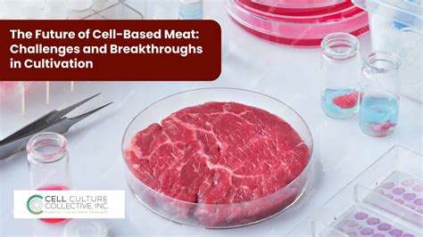 Understanding Cell Culture Media Composition Types And Optimization