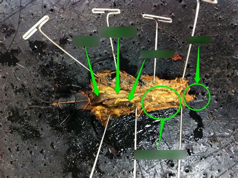 Real Grasshopper Dissection Diagram Quizlet