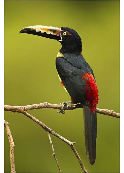Photograph Collared Aracari Pteroglossus Torquatus Photographers