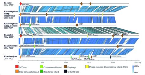 Whole Genome Comparison Of Human Macrococci And Macrococcus Download Scientific Diagram