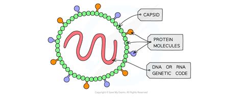 Virus Structure Hl Hl Ib Biology Revision Notes 2025 Save My Exams