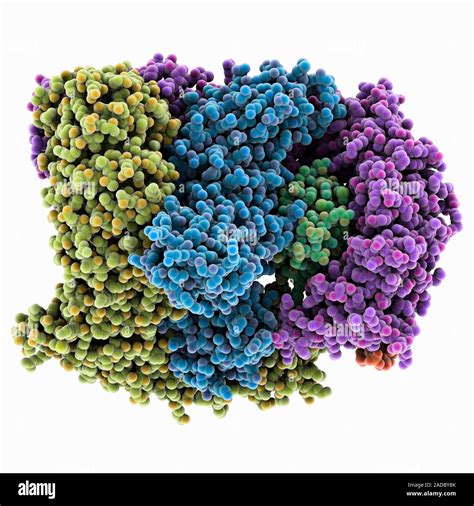 Ap2 Clathrin Adapter Complex Computer Model Showing The Structure Of
