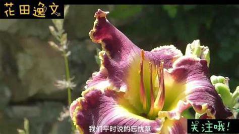 萱草的种植方法及养护管理 腾讯视频