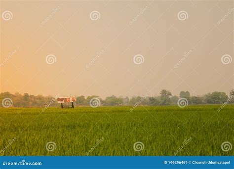 Landscape Rice Feild During Morning Time Stock Image Image Of