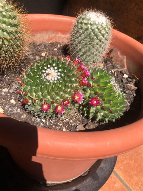 A Lot Of New Flowers On My Mammilaria Compressa R Cactus