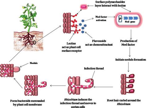 Nitrogen Fixation And Root Nodule Formation Plantlet