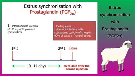 Presentation Protocols For Synchronization Of Estrus Ppt Reproductive Health Diseases And