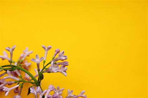 라일락 노란색 배경에 보라색 라일락의 가지 위에서 바라보는 라일락 의 경치 봄 식물과 식물이 왔습니다 라일락은 왼쪽 아래쪽에 있습니다 단호하게 텍스트공간을 복사합니다 0명에