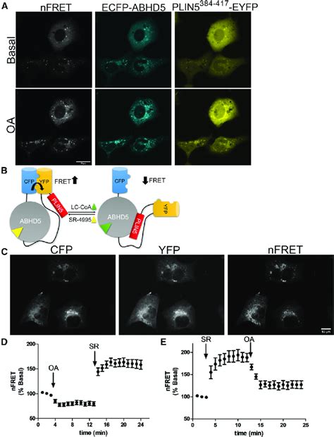 Fret Sensor For The Detection Of Intracellular Lc Acyl Coas And Download Scientific Diagram