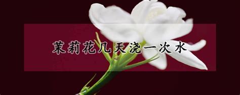 茉莉花几天浇一次水 蓝妖花园